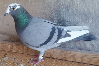 Stock Birds | Northern Gold Coast | Hudson Lofts